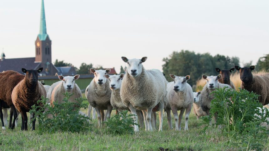 Dit is lanoline en zo helpt het jouw huid - Zorgwol